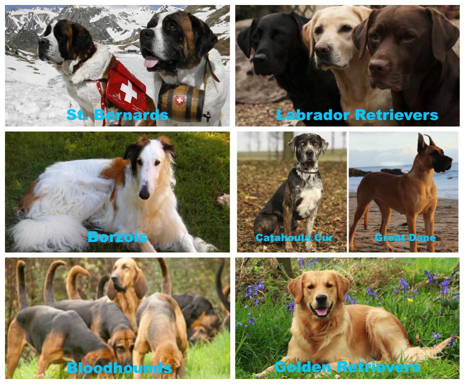 Types Of Dogs With Pictures And Information